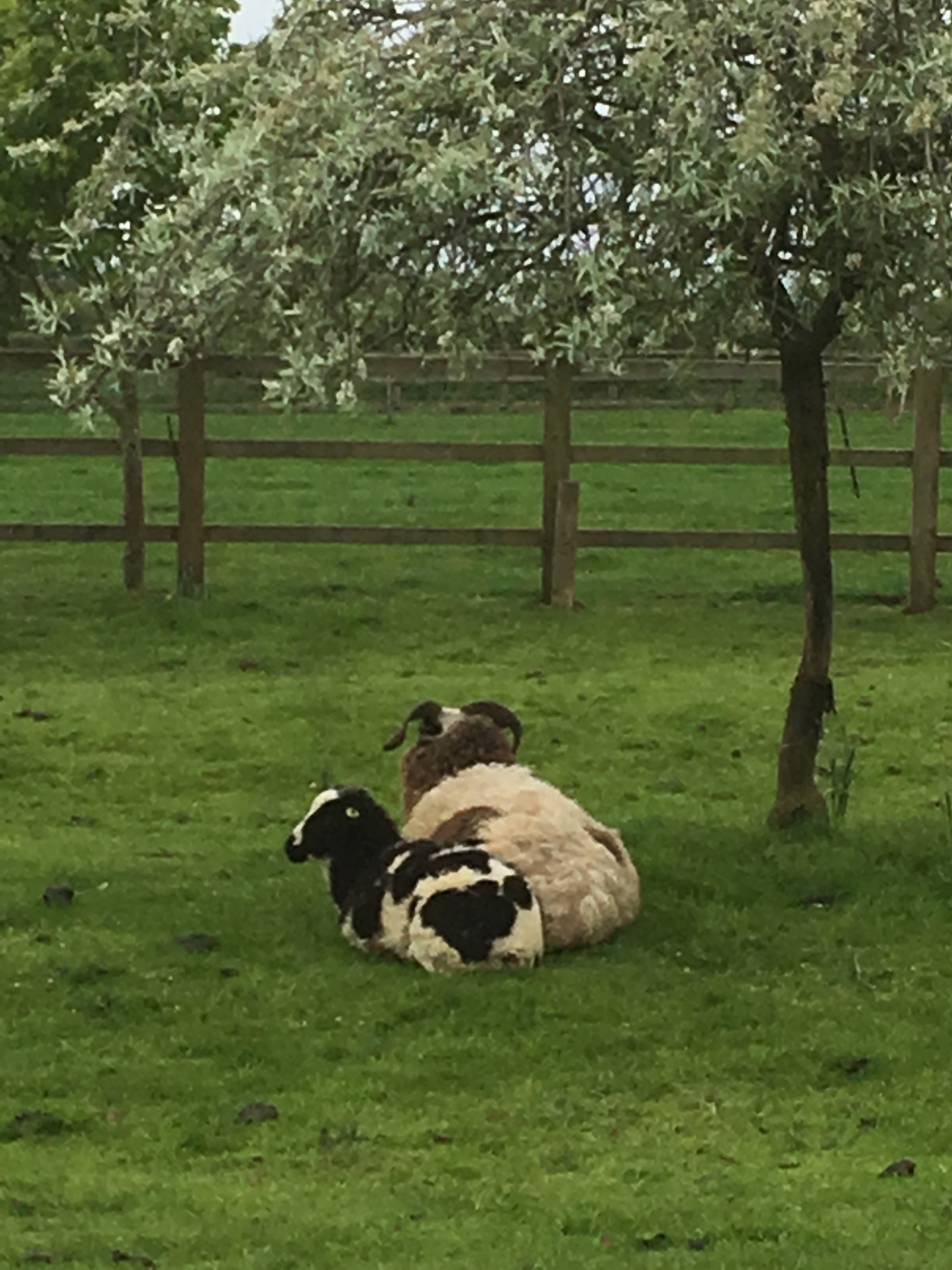 What happened to Spring? | gfreedmanblog