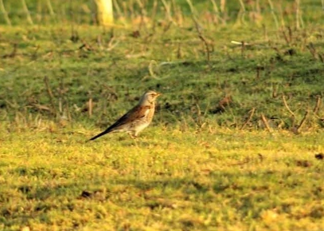 Redwings and Fieldfares all day, every day. Welcome winter visitors ...