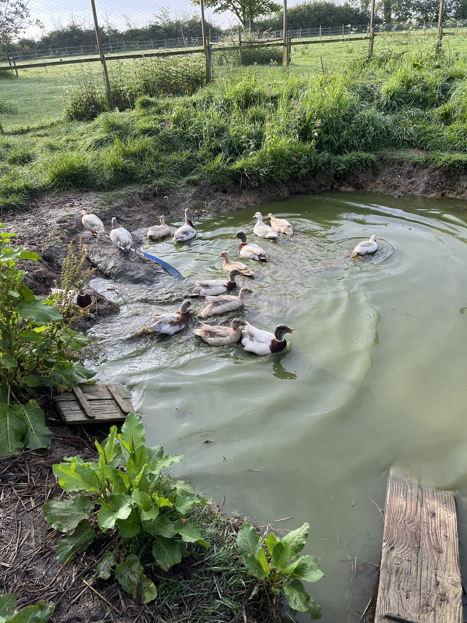 Good morning ducks | gfreedmanblog