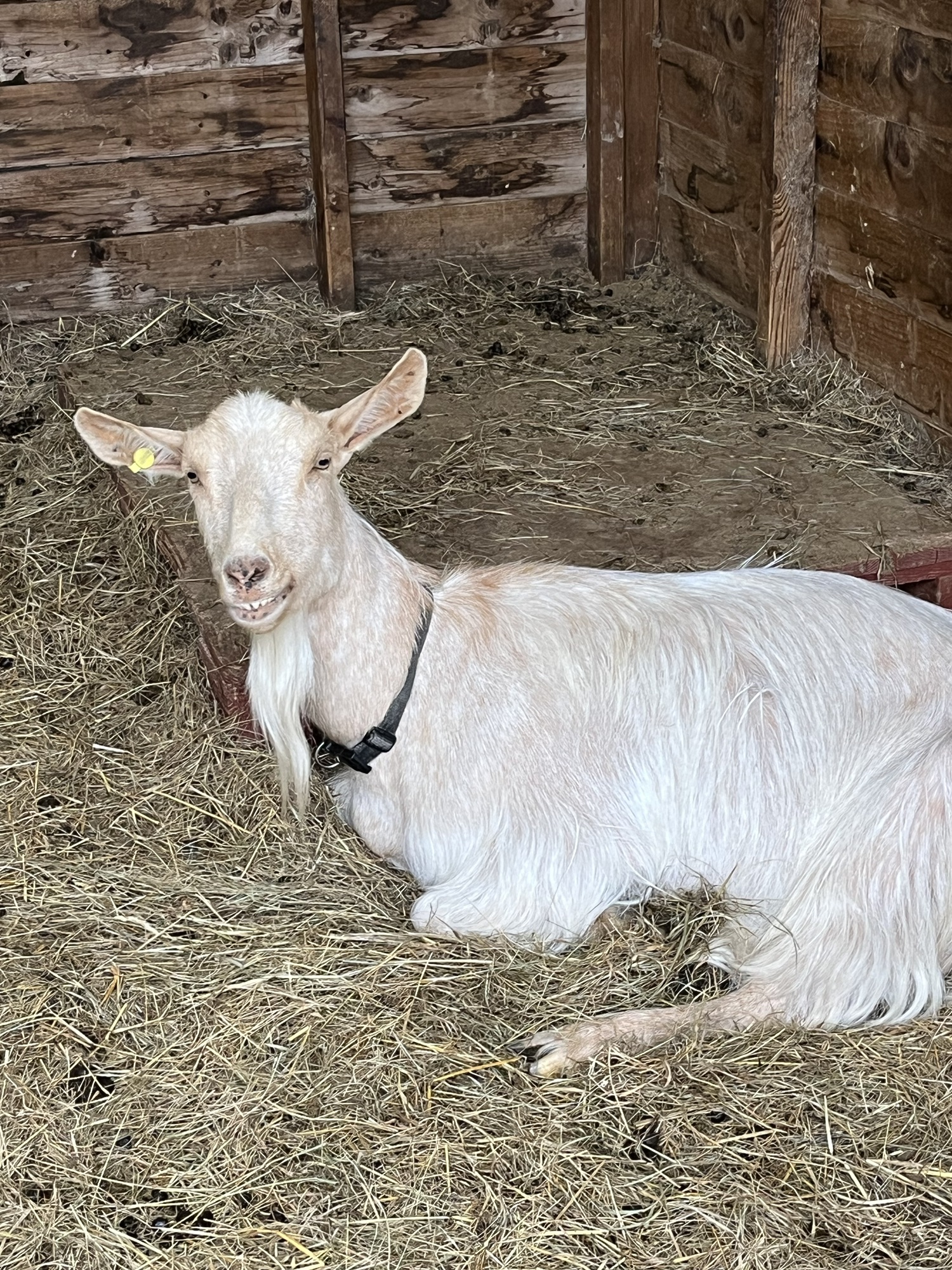 Wake up goats and have a good morning scratch | gfreedmanblog