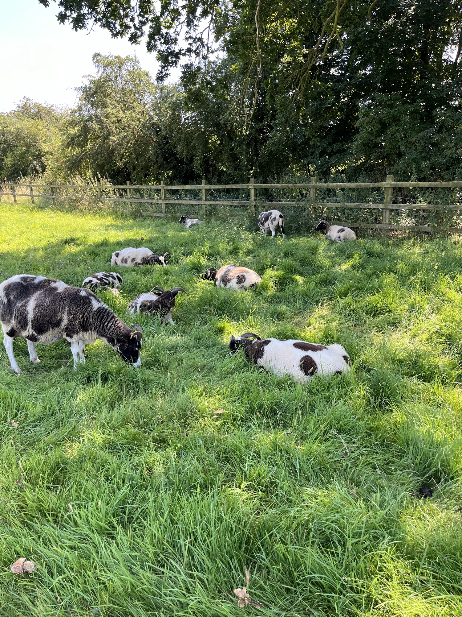 A flock of very hot sheep lying in the shade of a big, old oak tree ...