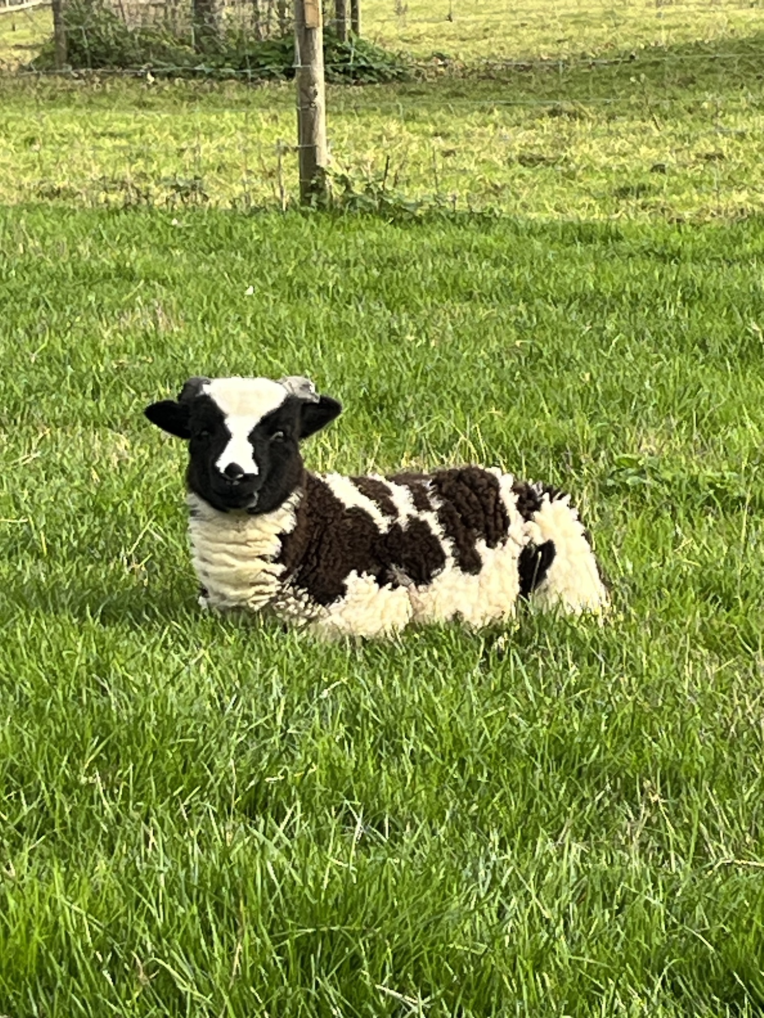 Good news and bad. Another poorly lamb and another magazine article ...