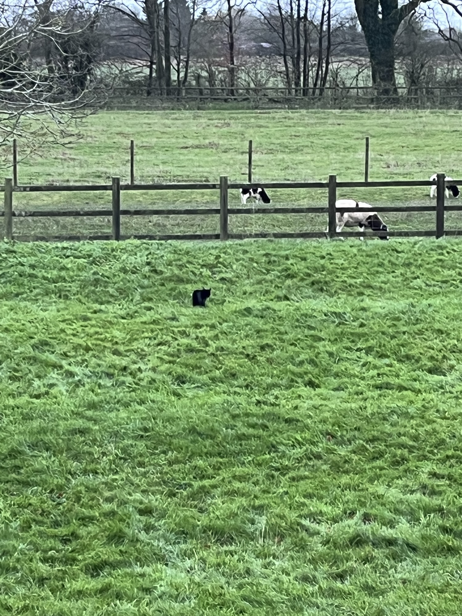 Nigel the hunter prowls around the paddock searching for prey ...