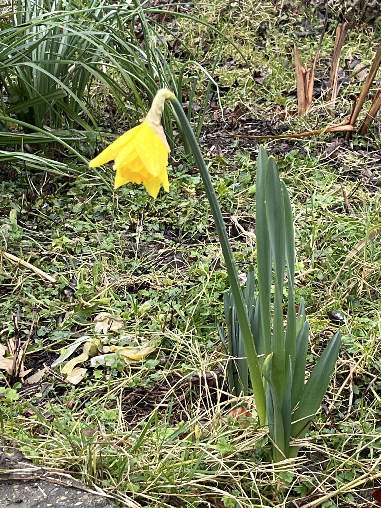 On a cold, grey day the first daffodil opens | gfreedmanblog