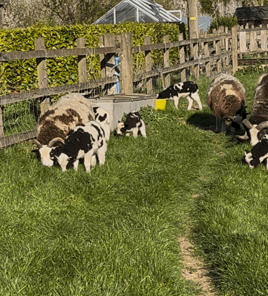 Into the paddock to munch on the long grass | gfreedmanblog