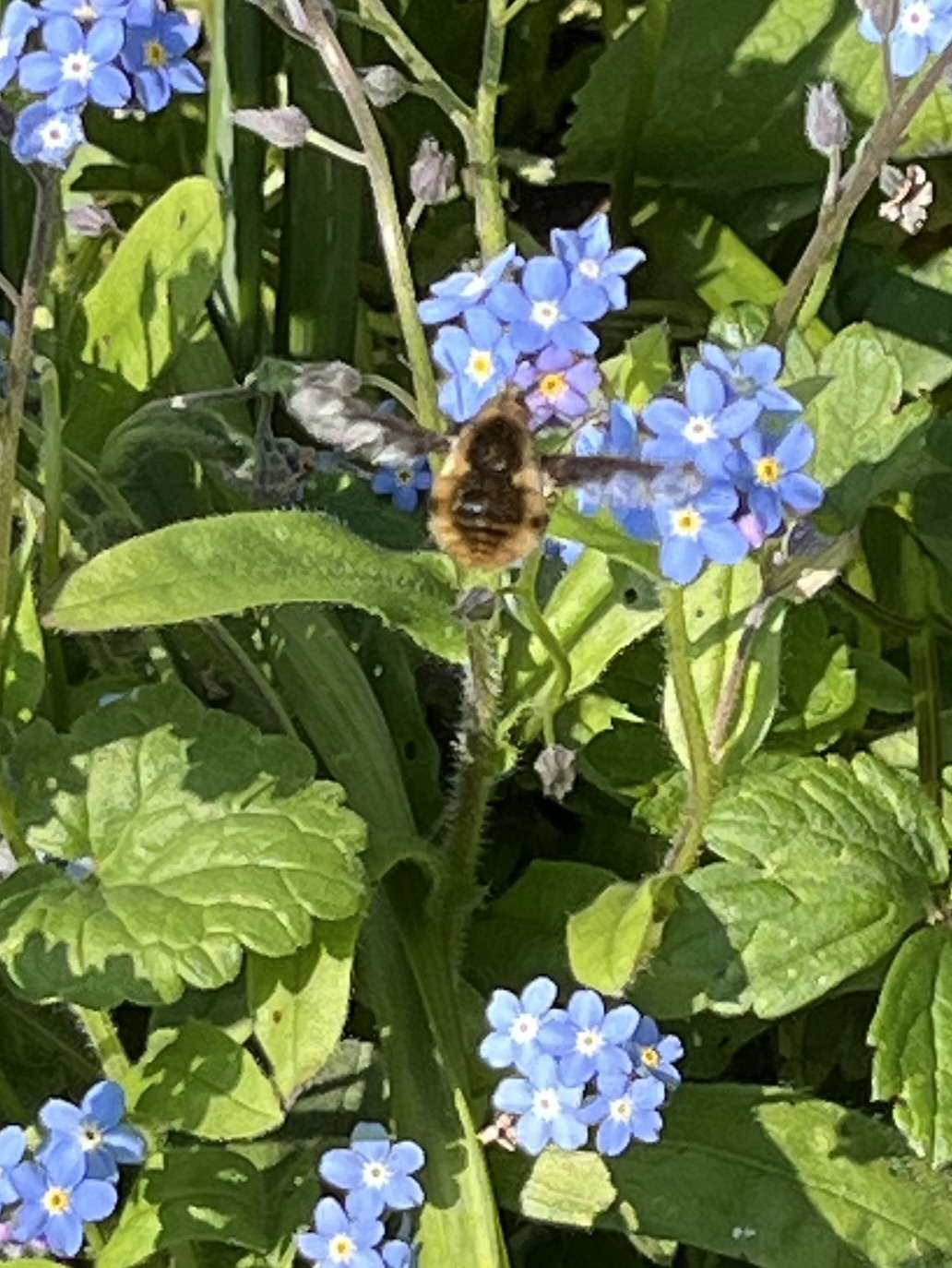 Forget-me-nots and a small bee (not one of ours) | gfreedmanblog