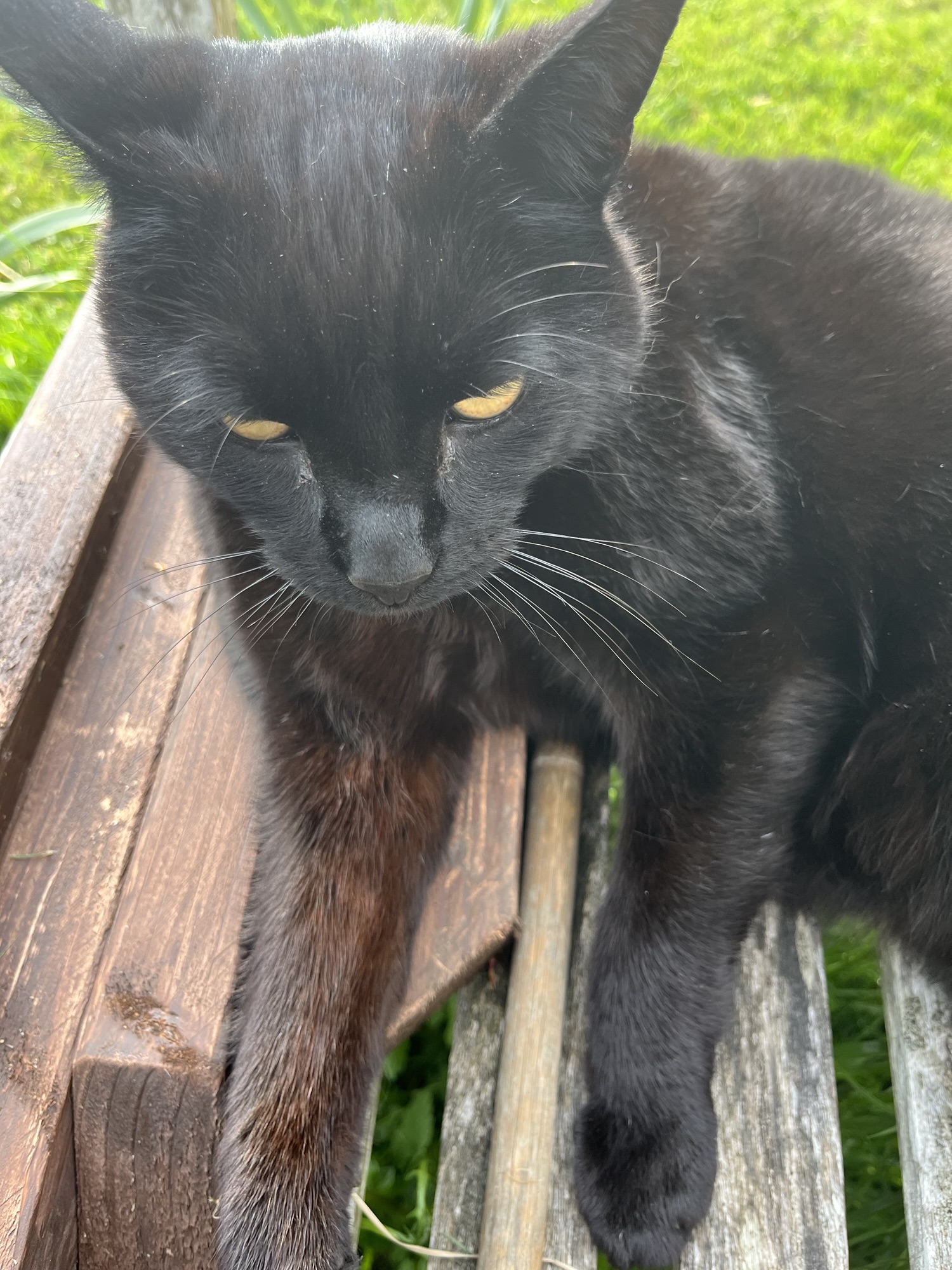 Late afternoon sitting with Nigel on the bench. | gfreedmanblog