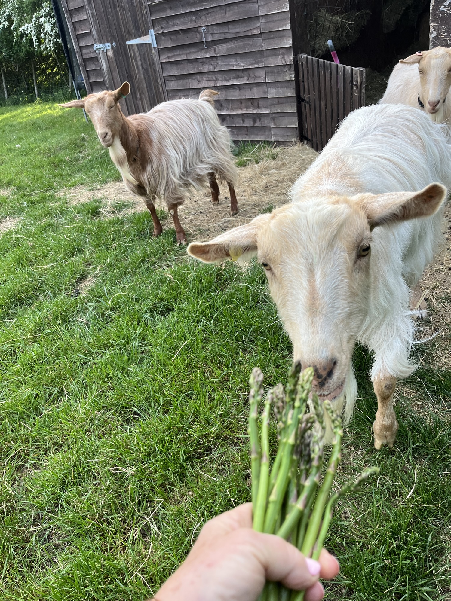 Yes, goats like asparagus | gfreedmanblog