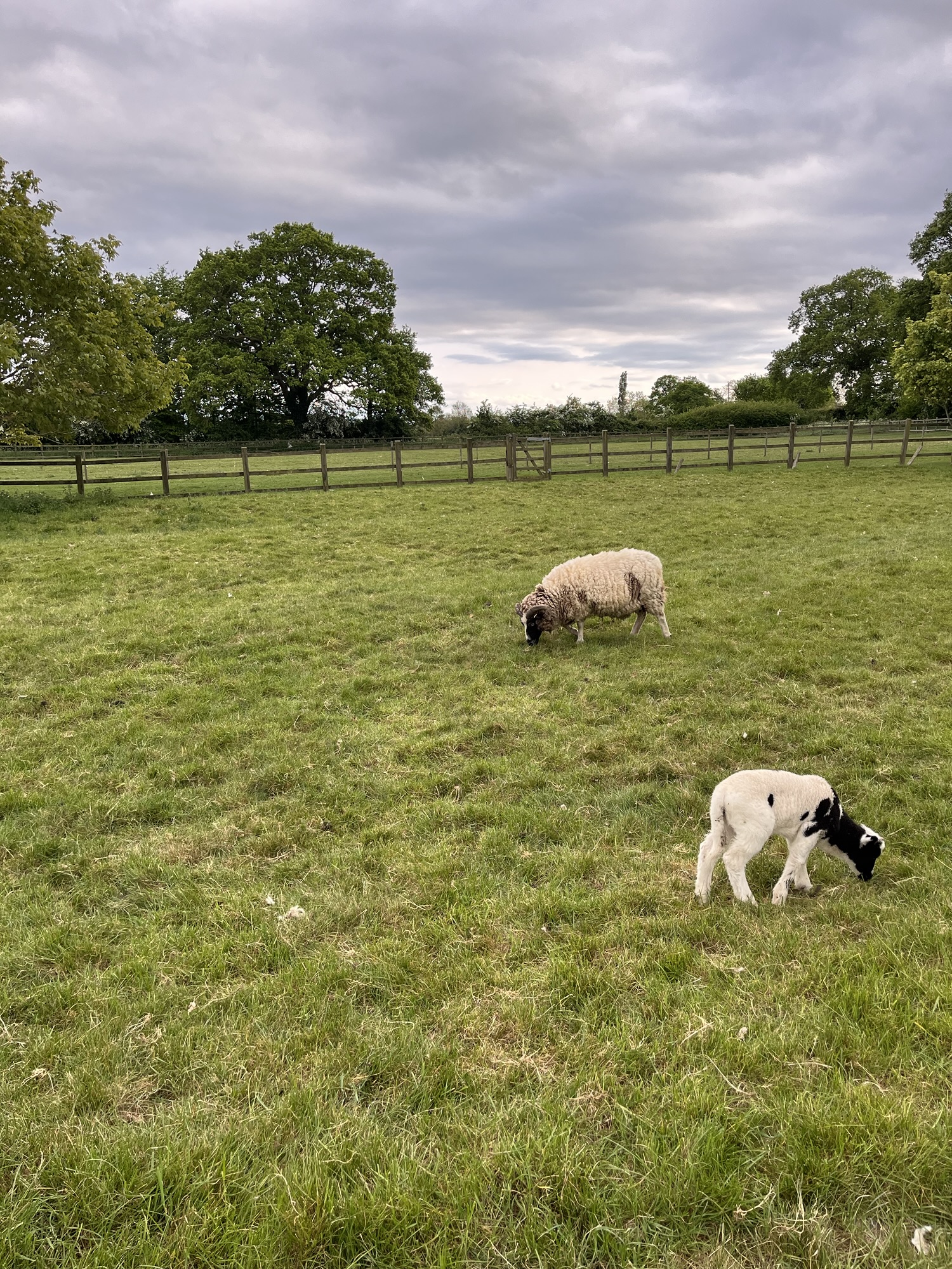 Put the goats to bed and let the sheep onto the long grass of the ...