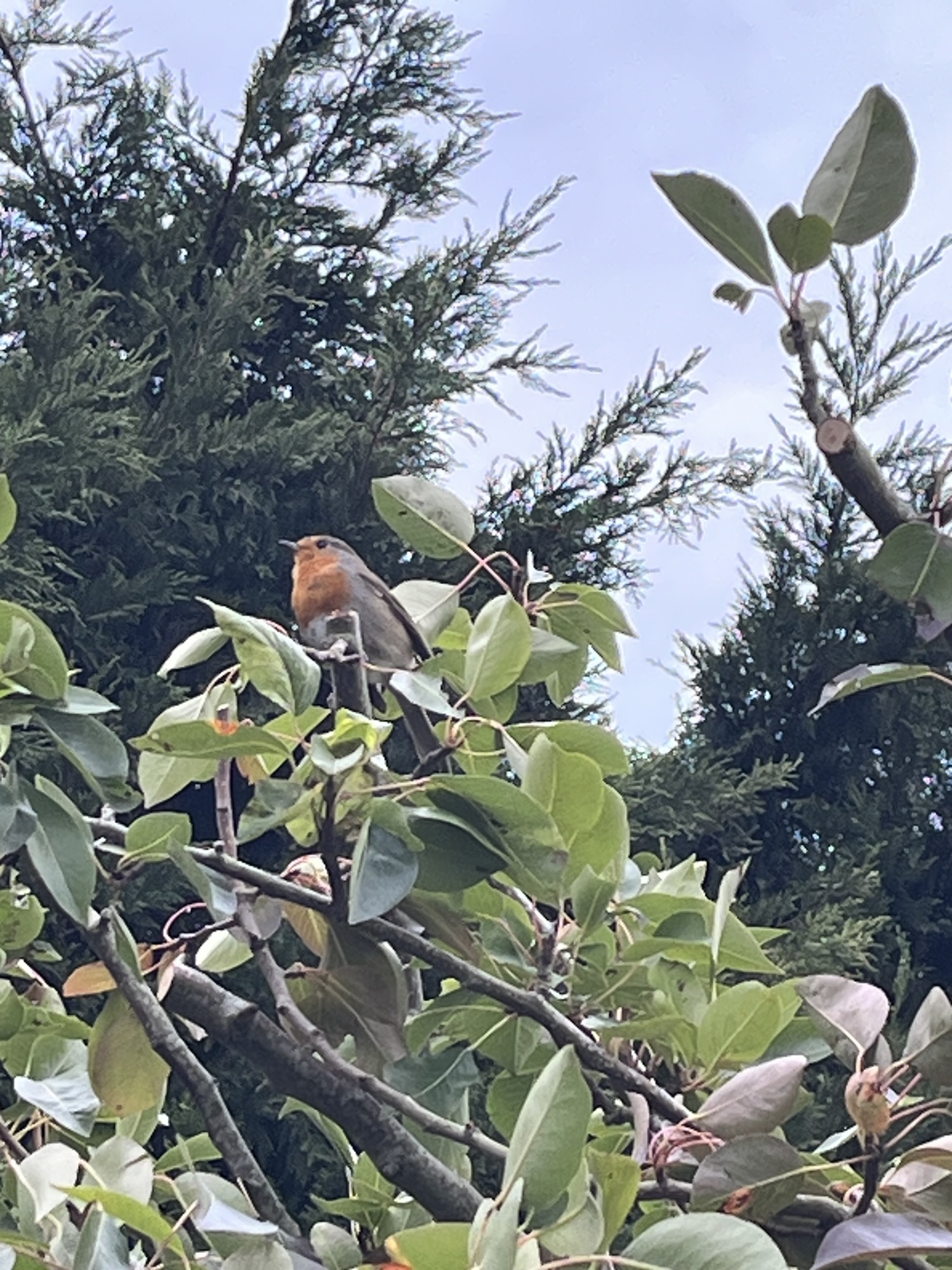 Good morning on a grey day | gfreedmanblog