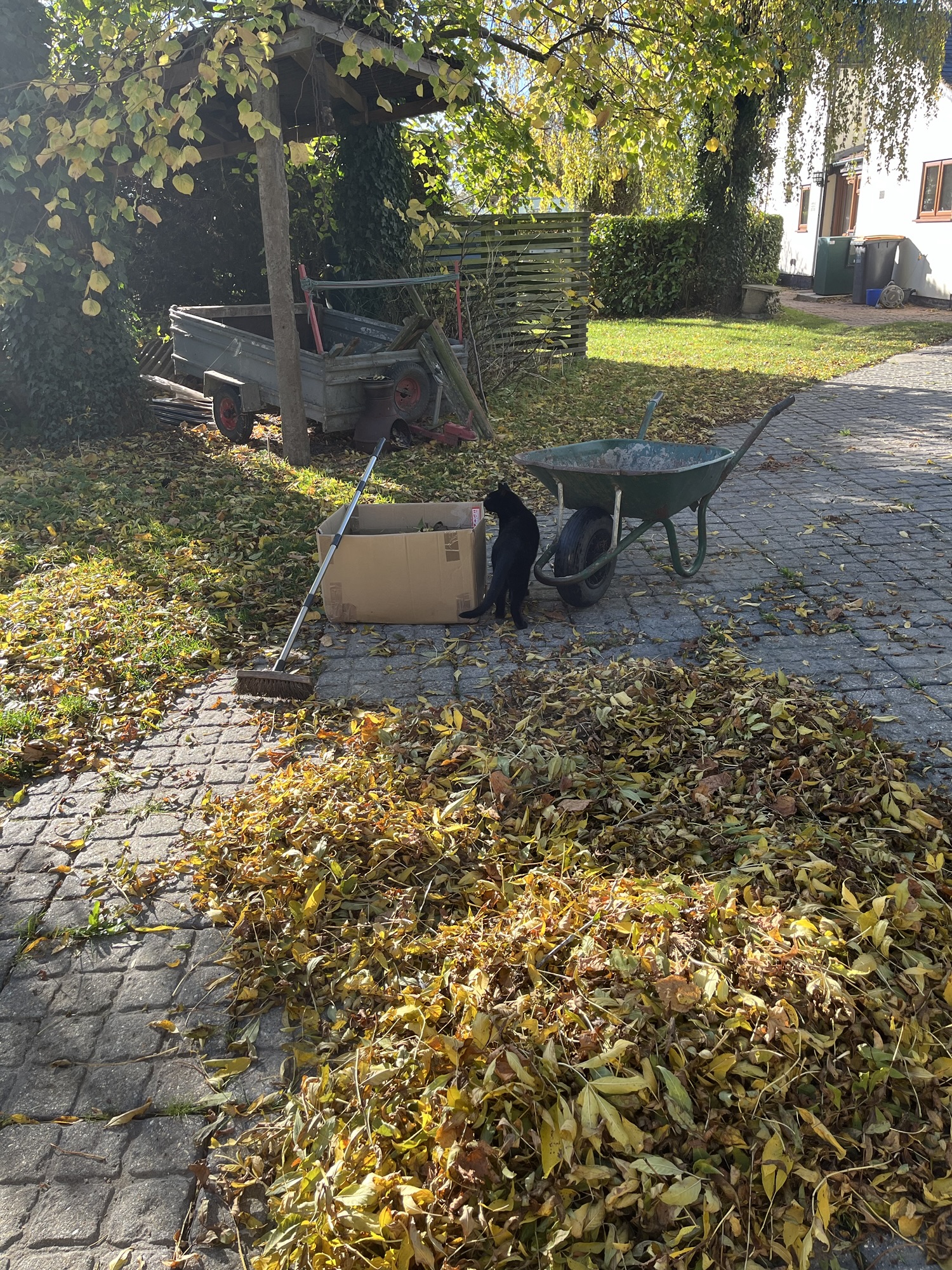 Sunday morning workout. Sweeping up autumn leaves | gfreedmanblog
